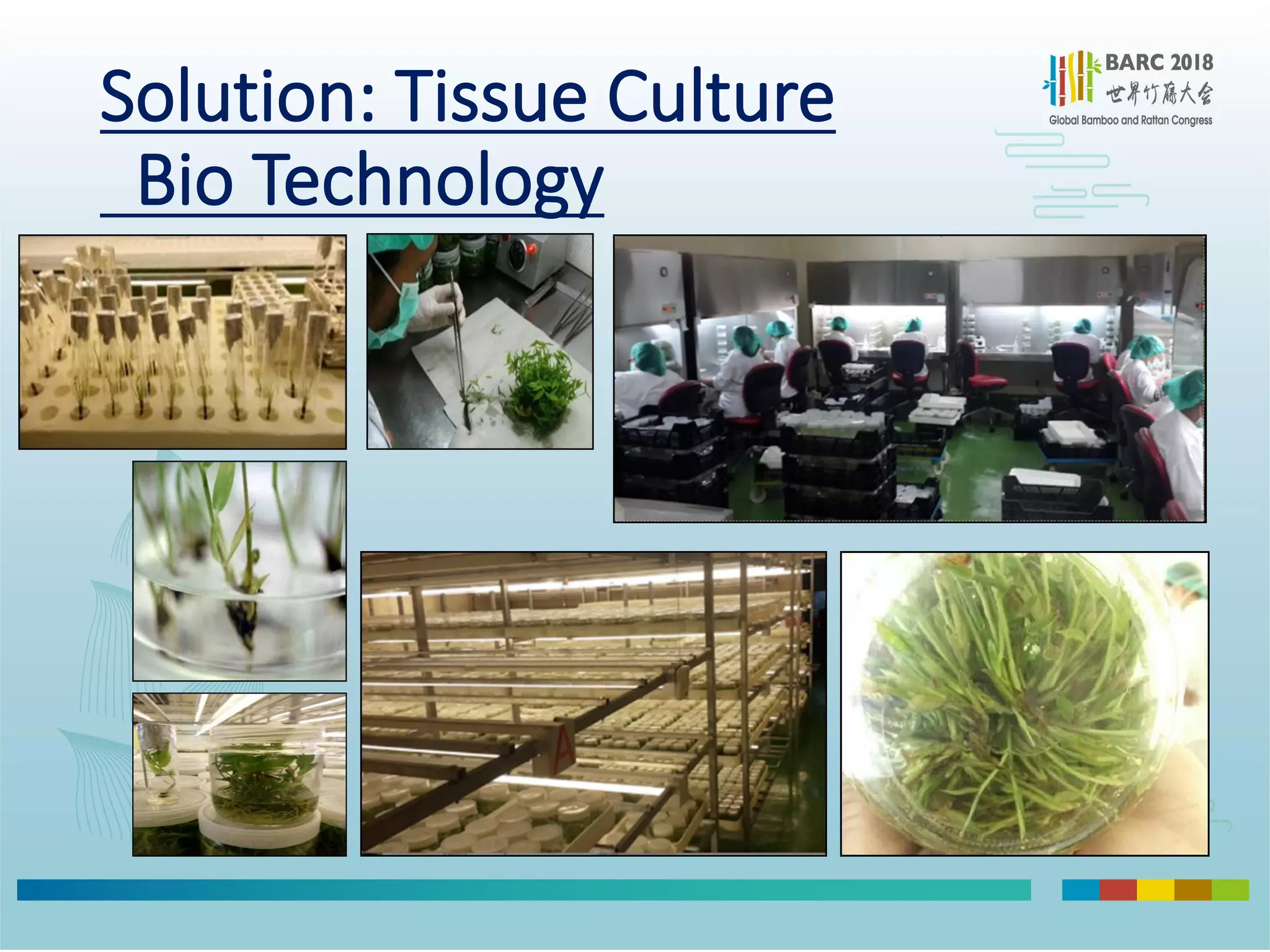 Jan Maria Oprins_Bamboo plantations managed by technology | PDF