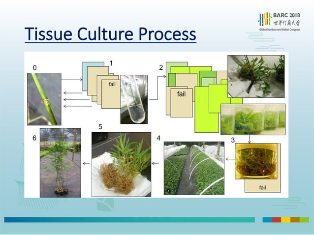 Jan Maria Oprins_Bamboo plantations managed by technology | PDF