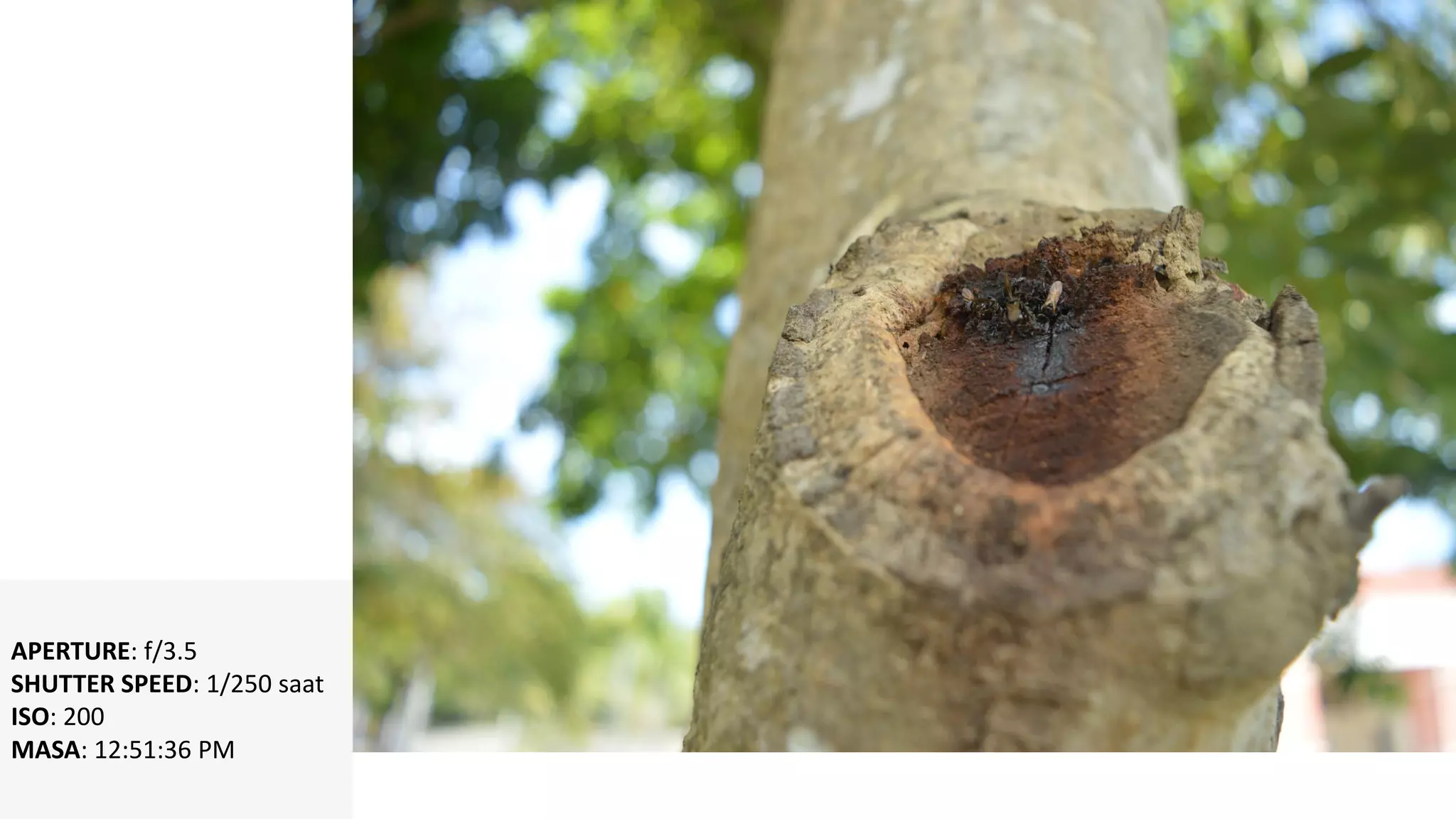 Foto DOF (Depth Of Field) | PPT