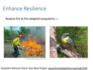 Forests and Climate Change: New Approaches for Adaptation and Carbon ...