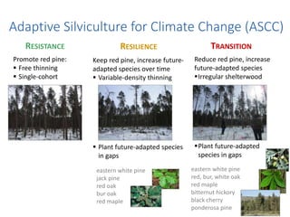 Forests and Climate Change: New Approaches for Adaptation and Carbon ...