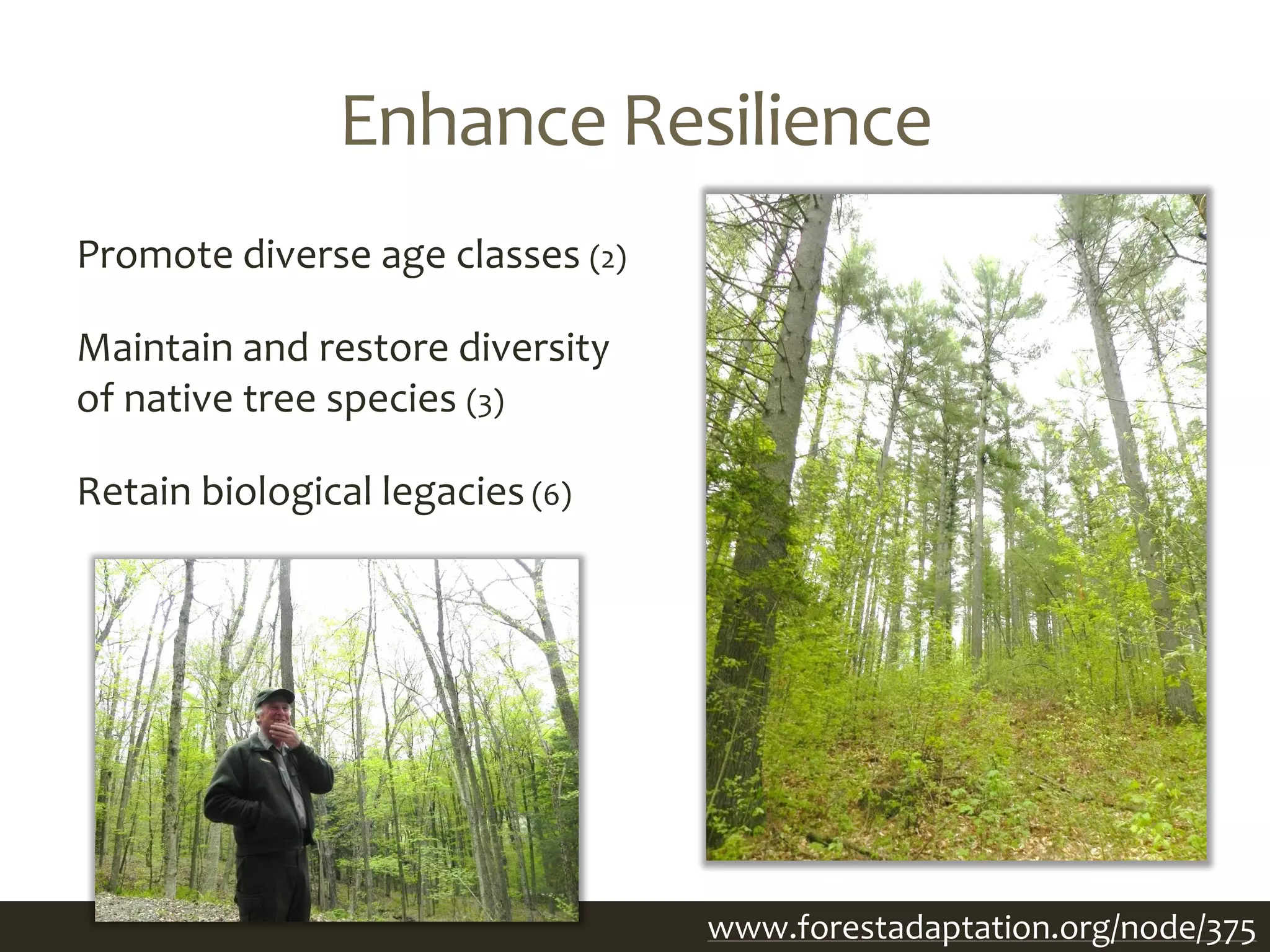 Forest Adaptation in Action: Climate Change Adaptation Projects in ...