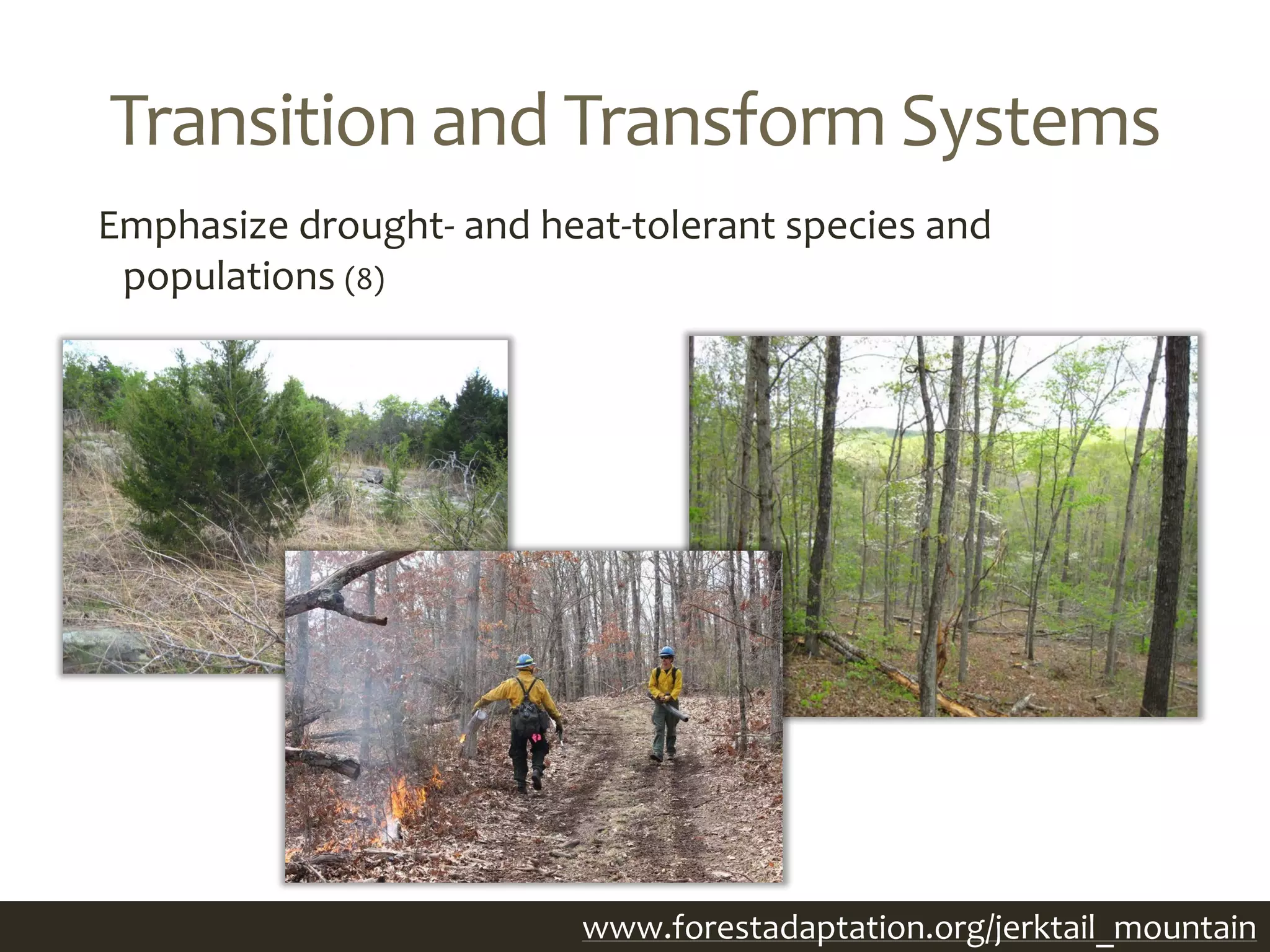 Forest Adaptation in Action: Climate Change Adaptation Projects in ...
