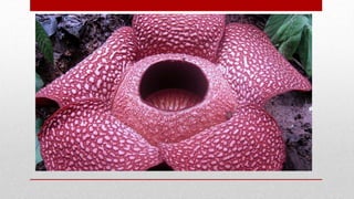 masa pemerintahan jansen dan raffles.pptx