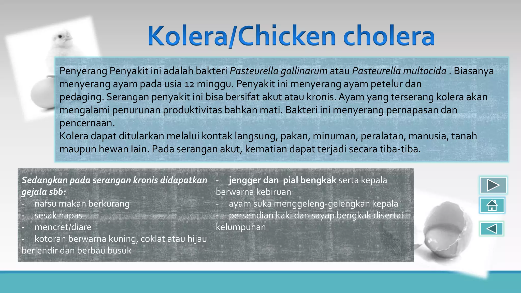 Macam Penyakit Pada Ternak Unggas | PPTX