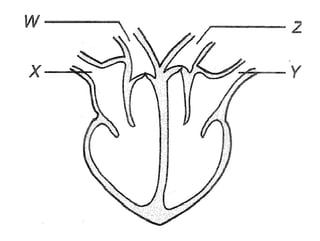 Heart Diagram | PPT