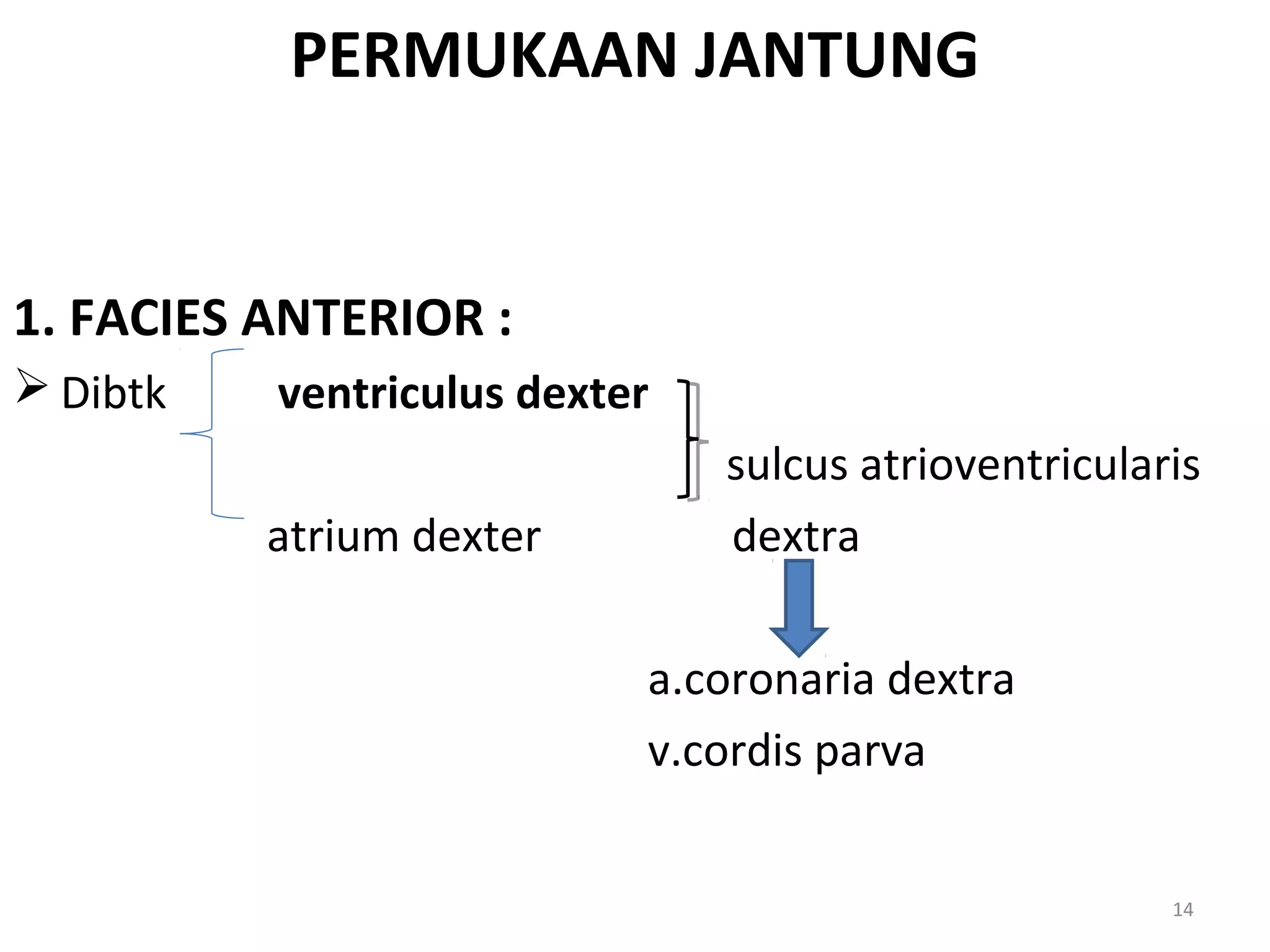 Jantung dan pembuluh darah 2 | PPT