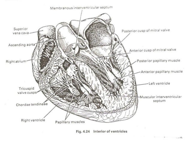 Trabecula Septomarginalis