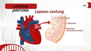 FISIOLOGI JANTUNG & PEREDARAN DARAH.pptx
