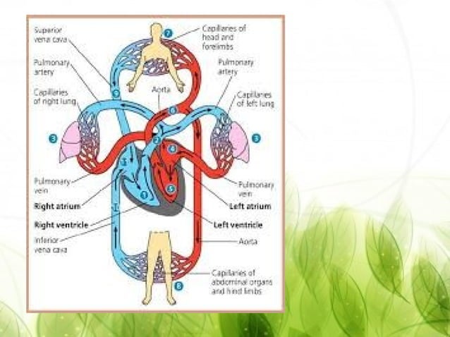 jantumakan dh to ppt gua ambil smw ng simpel.pptx
