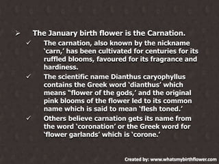 January Birth Flower | PPT