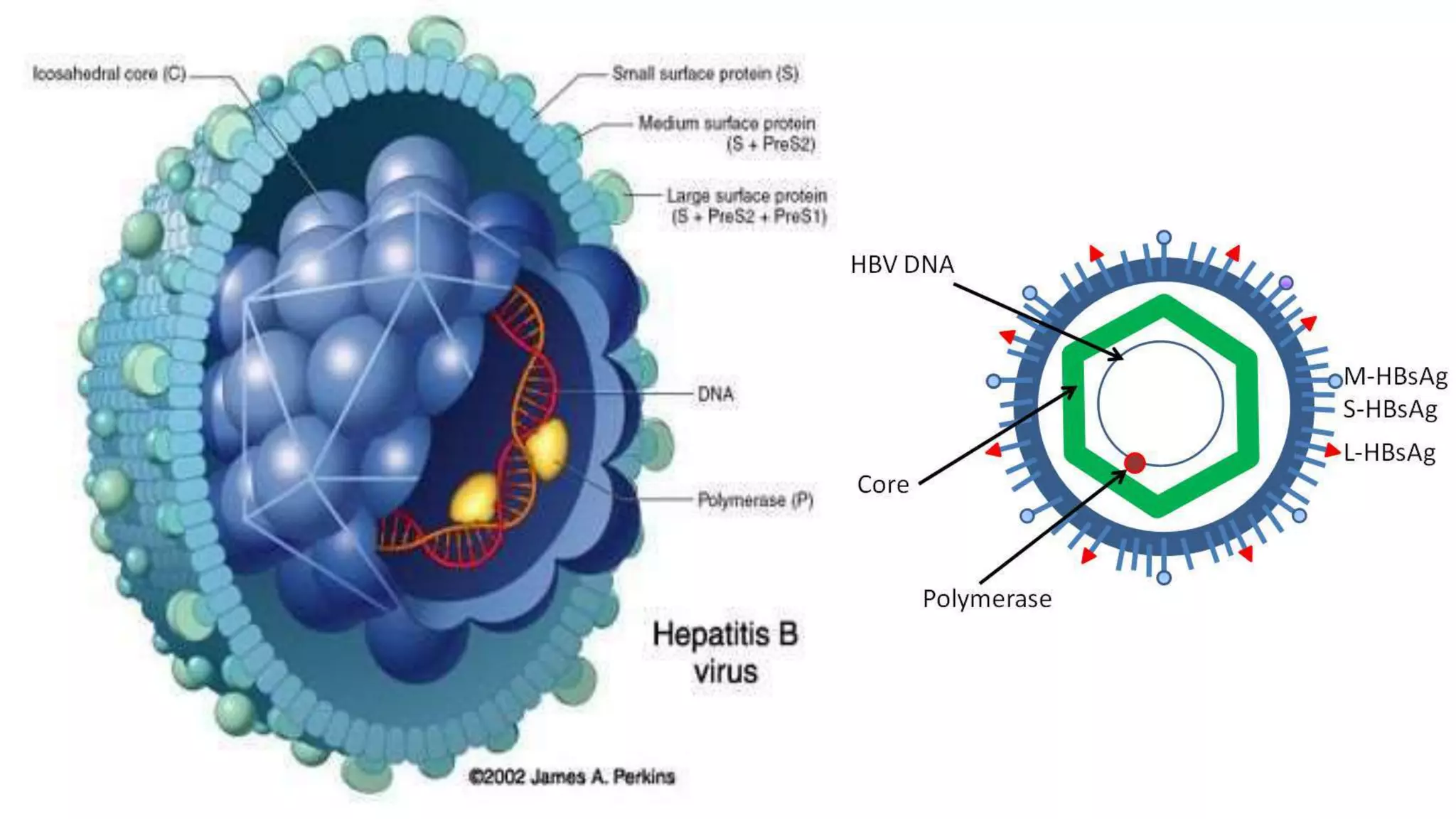 viral markers in diagnosis monitoring and treatment of hepatitis b and ...