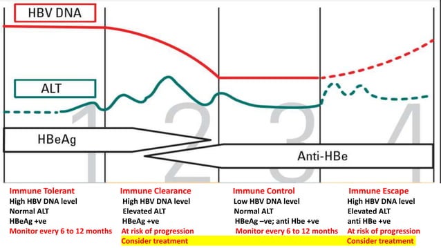 viral markers in diagnosis monitoring and treatment of hepatitis b and ...