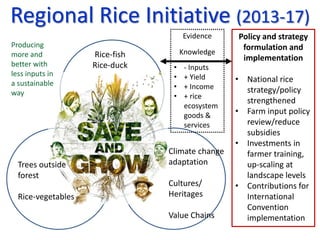 FAO’s Regional Rice Initiative: Landscape Management for Sustainable ...