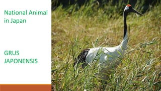 Ang Bansang Japan | PPTX