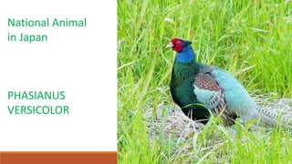 Ang Bansang Japan | PPTX