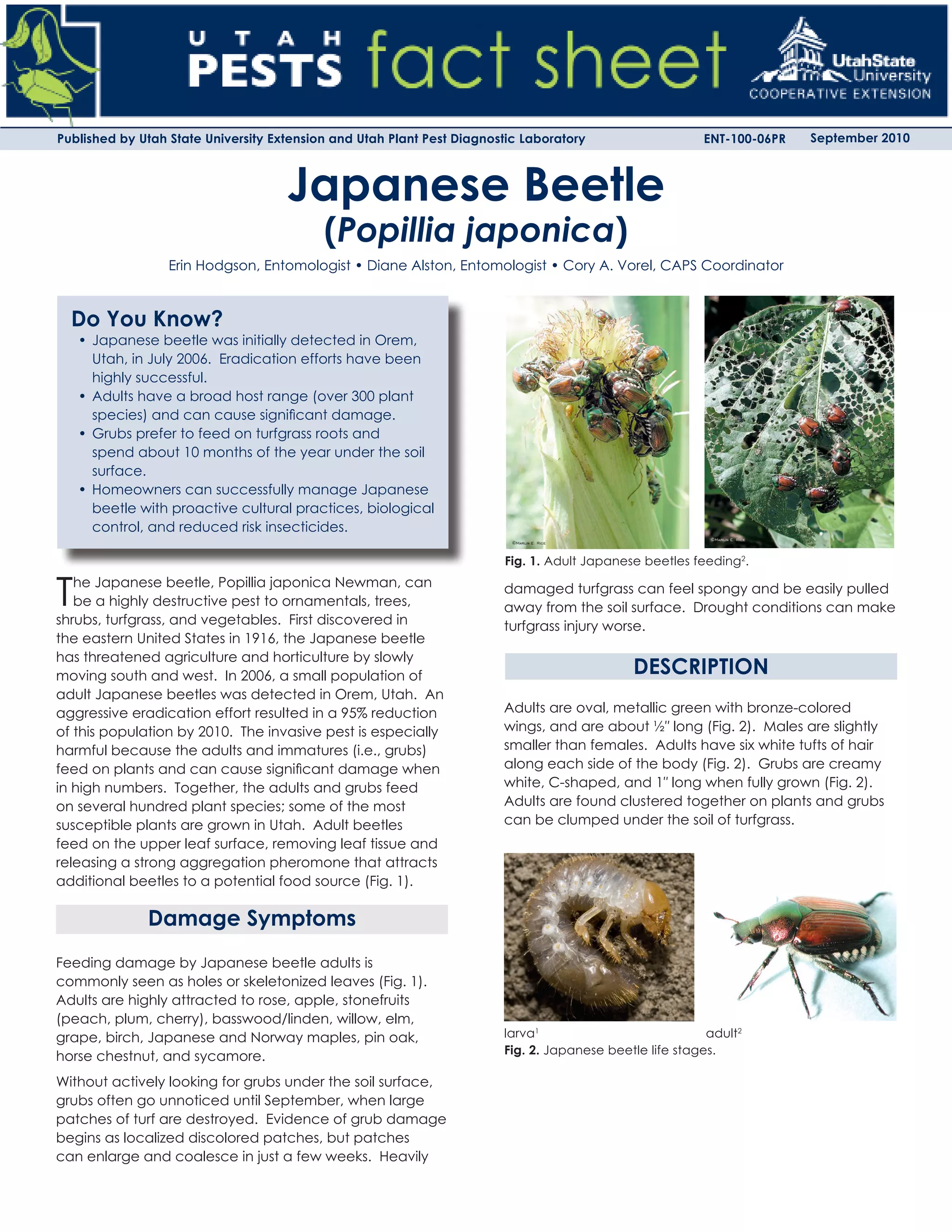 Japanese Beetle Fact Sheet | PDF