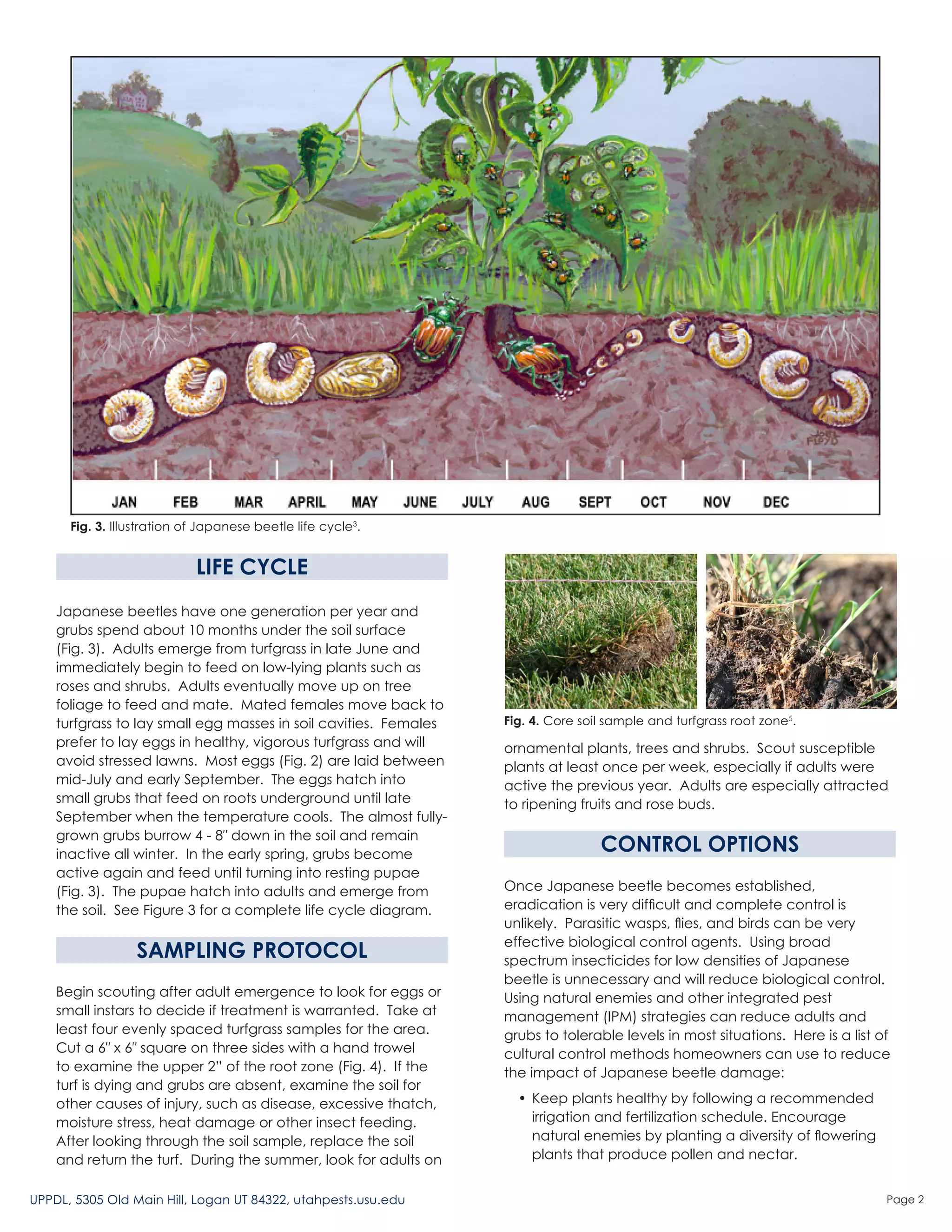 Japanese Beetle Fact Sheet | PDF