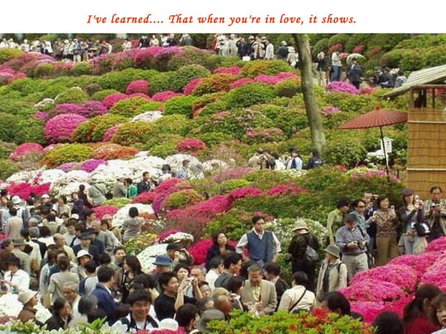 Japanese Azaleas | PPS