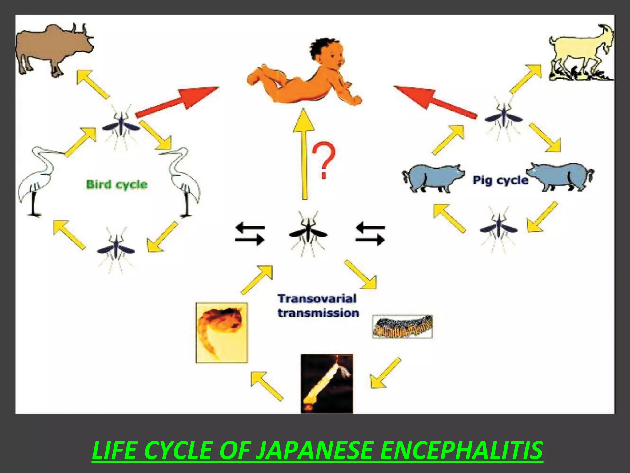 japanese encephalitis | PPT