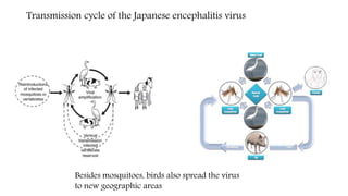 Epidemiology of Japanese encephalitis in India | PPTX