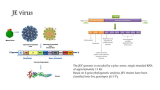 Epidemiology of Japanese encephalitis in India | PPTX