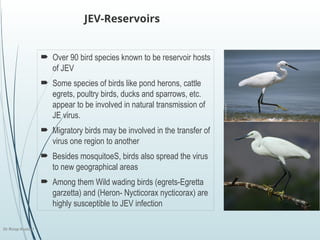 Japanese Encephalitis in India : Transmission dynamics & Control ...