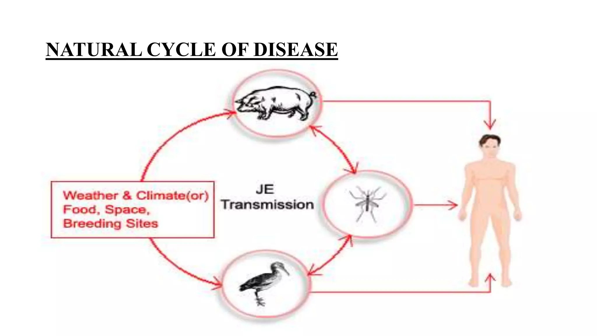 Japanese encephalitis | PPTX