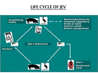 Japanese encephalitis | PPTX