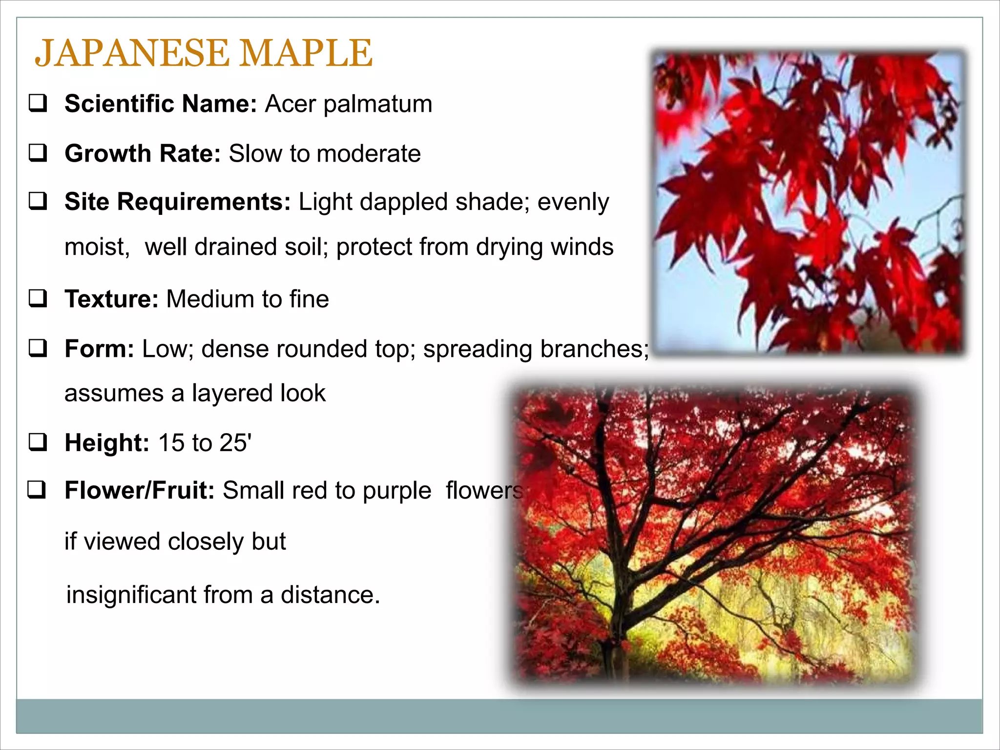 Japanese garden | PDF