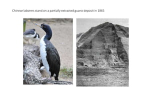 Japanese immigration to peru | PPTX