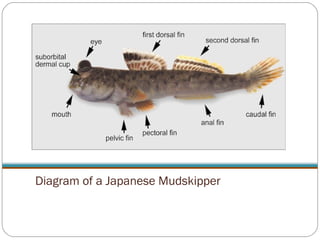 Japanese mudskipper | PPT