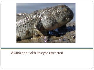 Japanese mudskipper | PPT