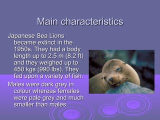 Japanese sea lion | PPT