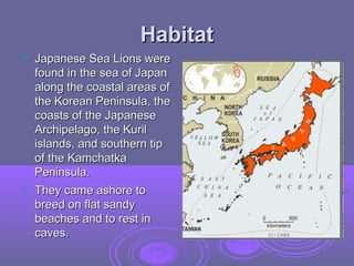 Japanese sealion | PPT