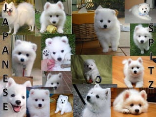 Japanese spitz and shih tzu | PPT