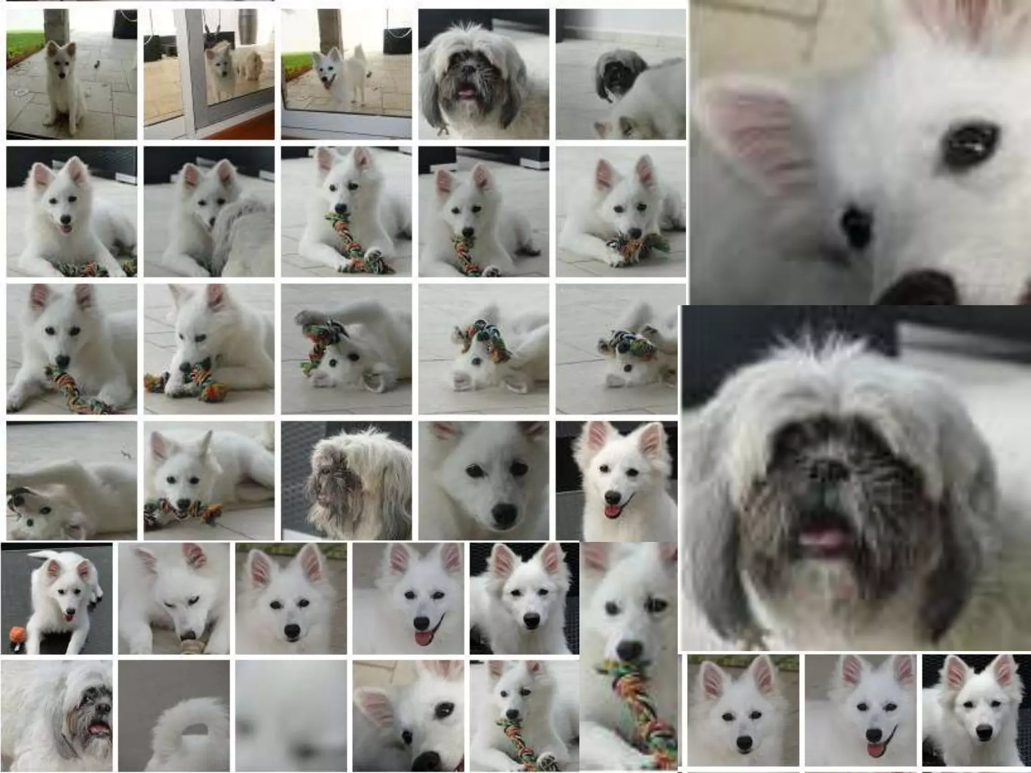 Japanese spitz and shih tzu | PPTX