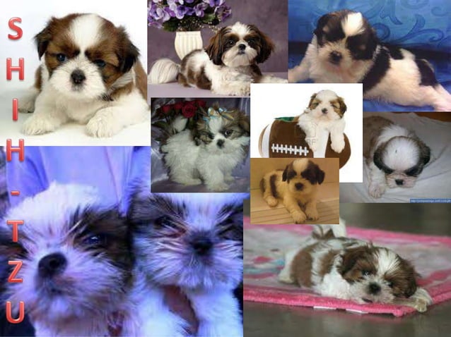 Japanese spitz and shih tzu | PPTX