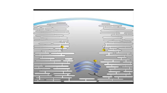 Oncology: Spatial Localization of Ras proteins | PPT