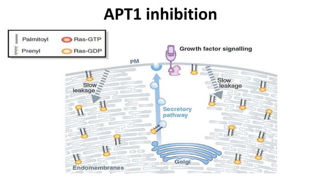 Oncology: Spatial Localization of Ras proteins | PPT