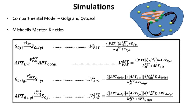 Oncology: Spatial Localization of Ras proteins | PPT