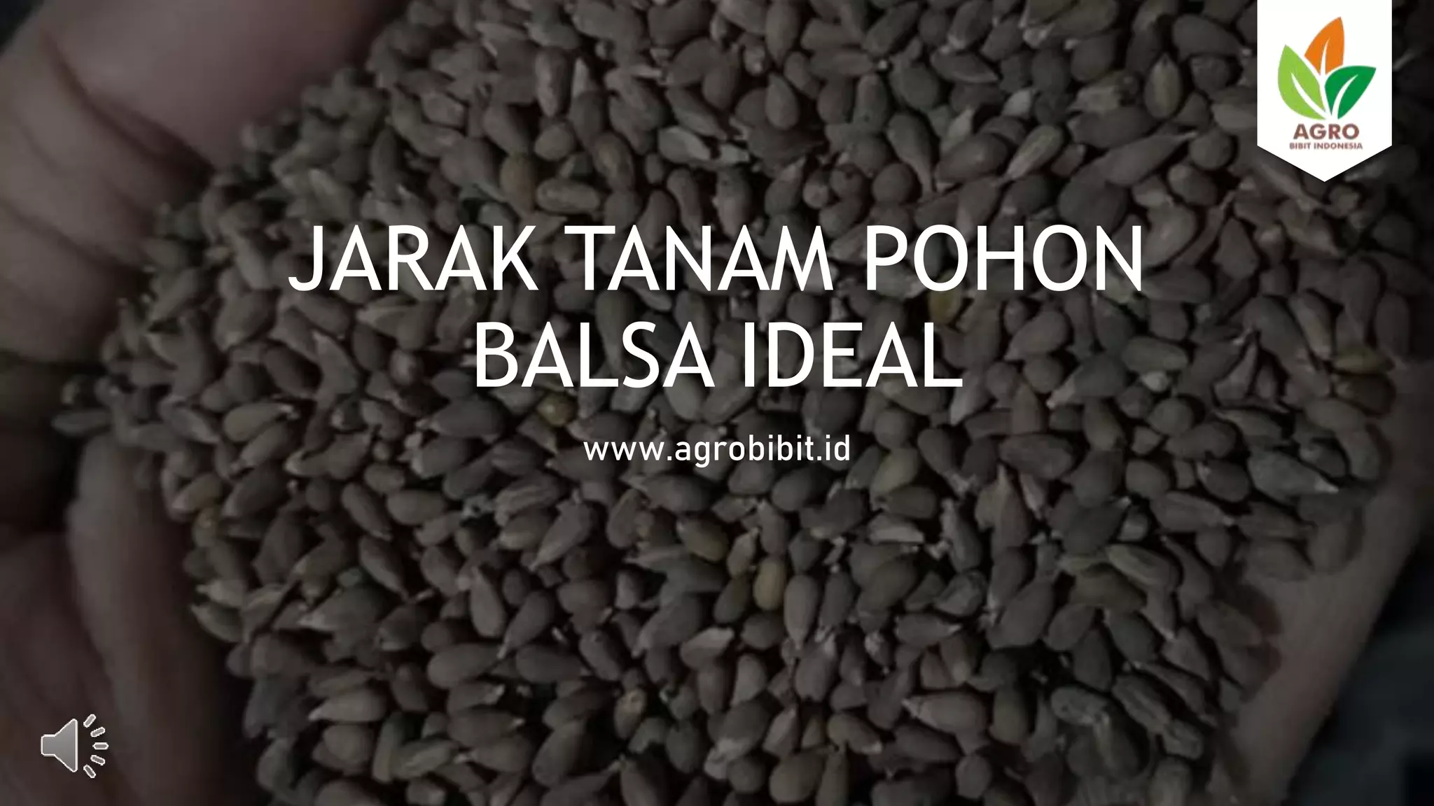 Jarak Tanam Ideal Pohon Balsa | PPTX