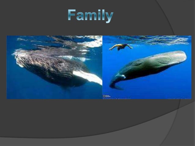 Jared beck power point | PPT