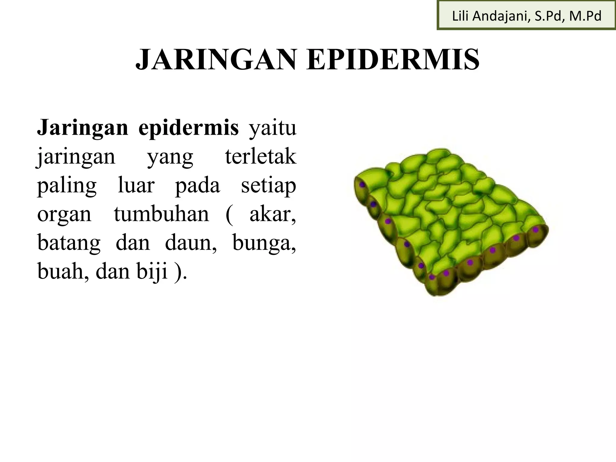 "Jaringan" | PPT