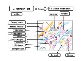 Jaringan | PPT | Free Download