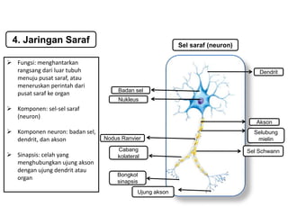 Jaringan | PPTX