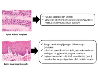 Jaringan | PPT | Free Download