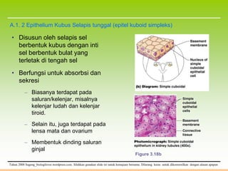 jaringan-hewan.ppt