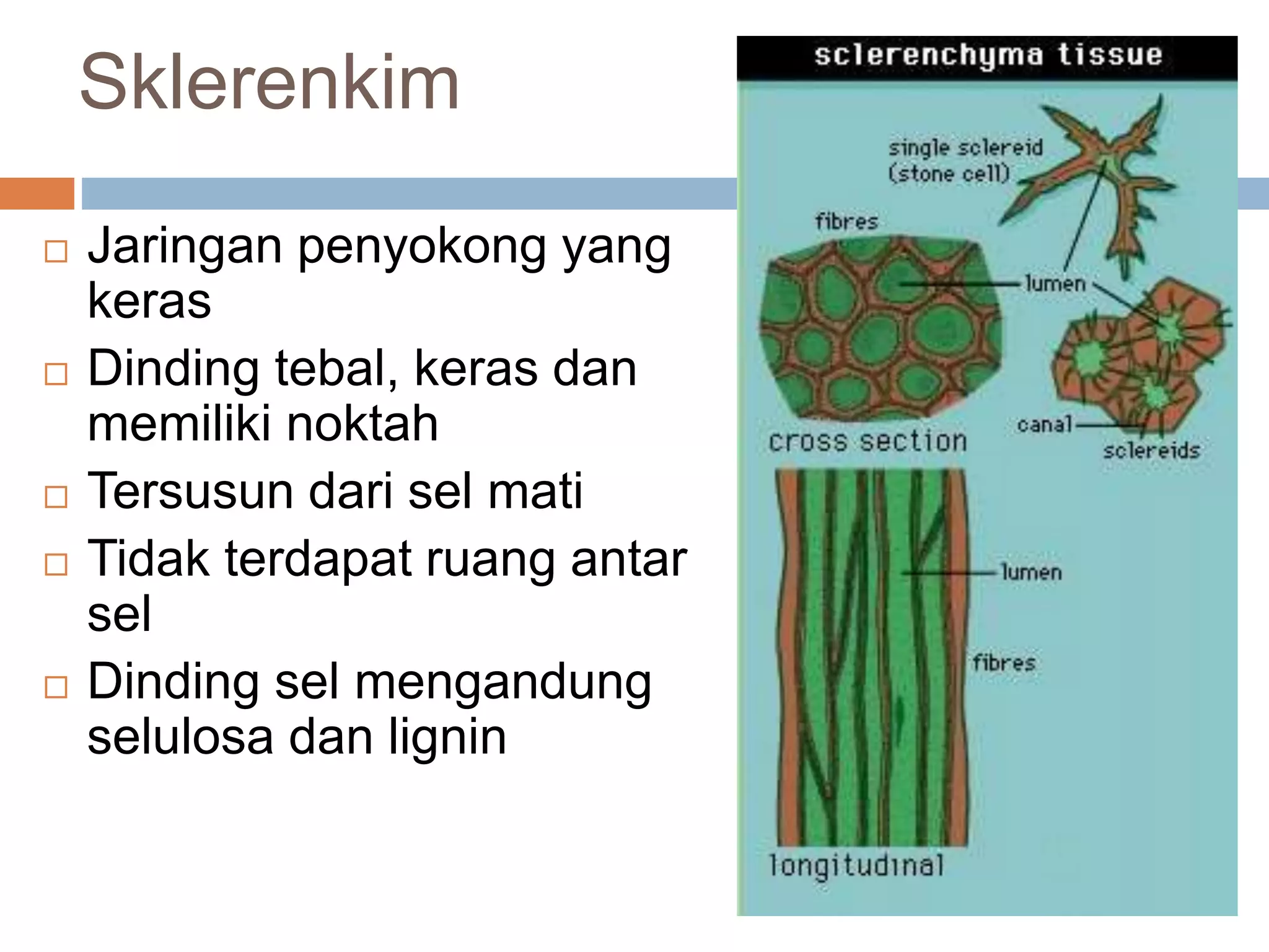 Jaringan-Permanen.pptx