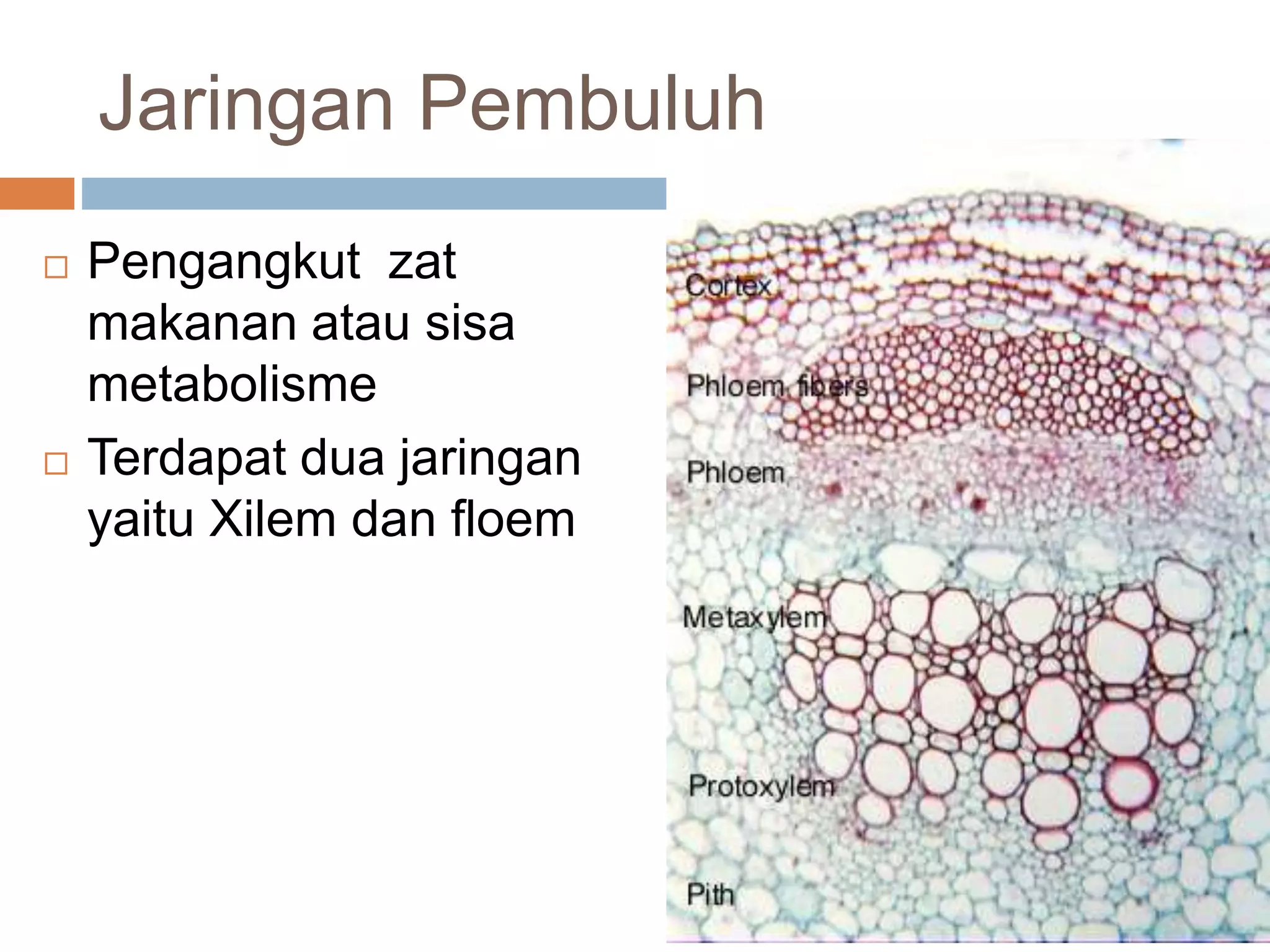 Jaringan-Permanen.pptx